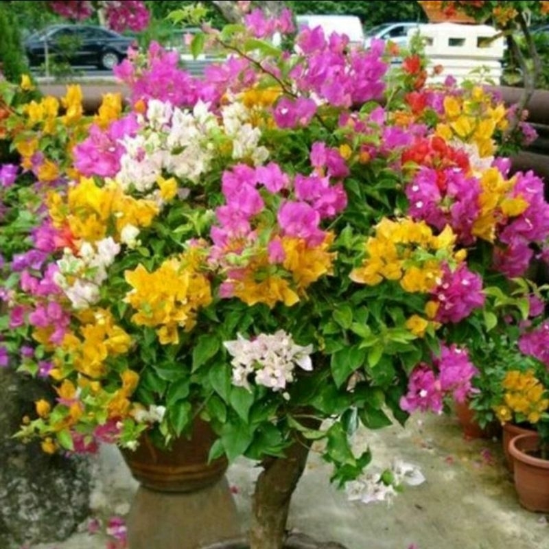 Jual Promo Beli 7 Gratis 1 Tanaman Bunga Bougenville 3 Warna