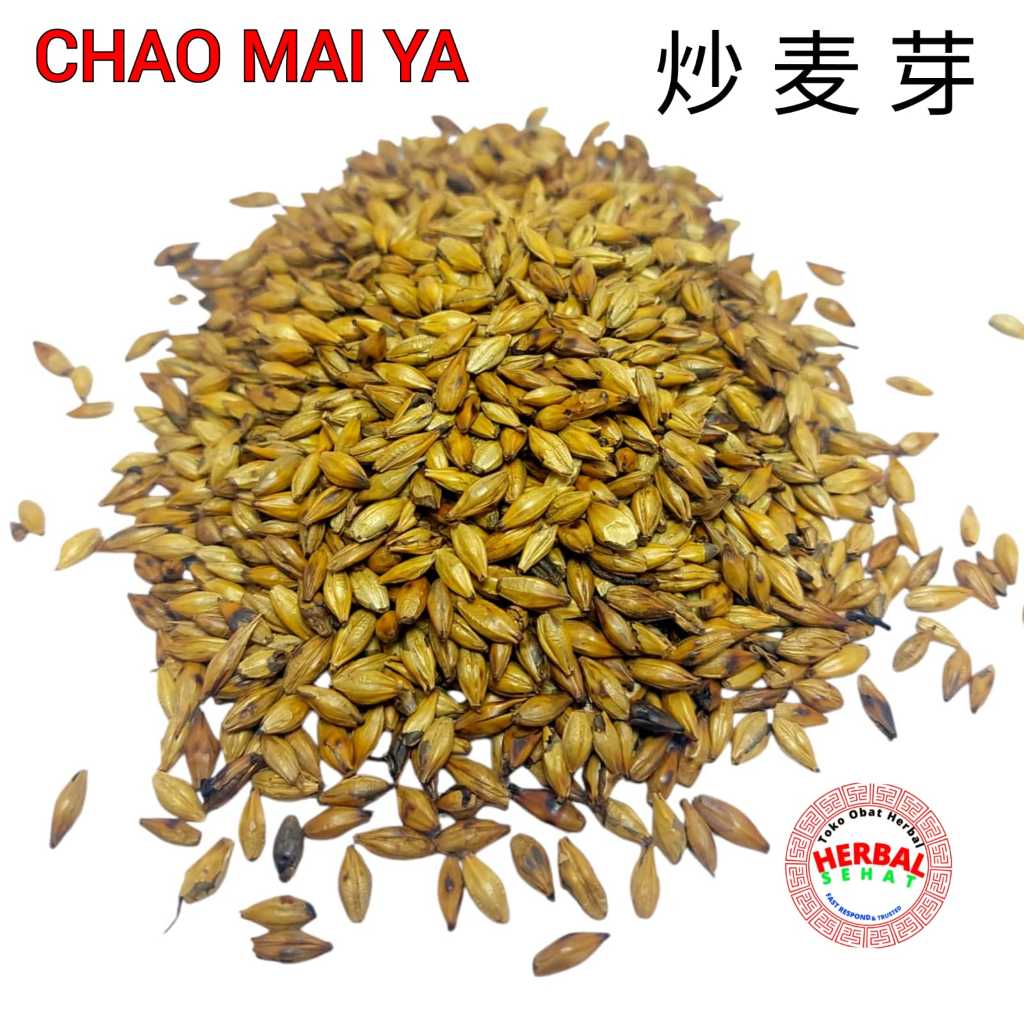 Jual Chao Mai Ya 300 Gram 炒麥芽 Maiya - Fructus Hordei Germinatus - Chao Mak Nga | Shopee Indonesia