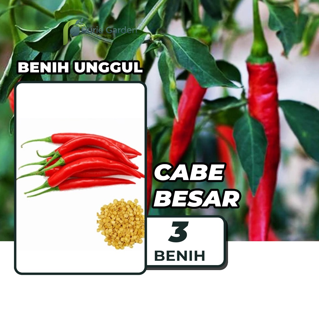 Jual Benih Bibit Cabe Besar 3 Benih PG KDR | Shopee Indonesia