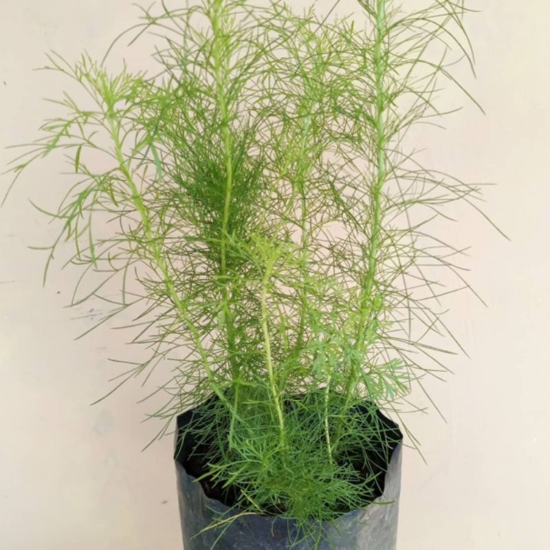Jual Daun Herbal ADAS SOWA - Bibit Tanaman Herbal Daun Dill Dukat ...