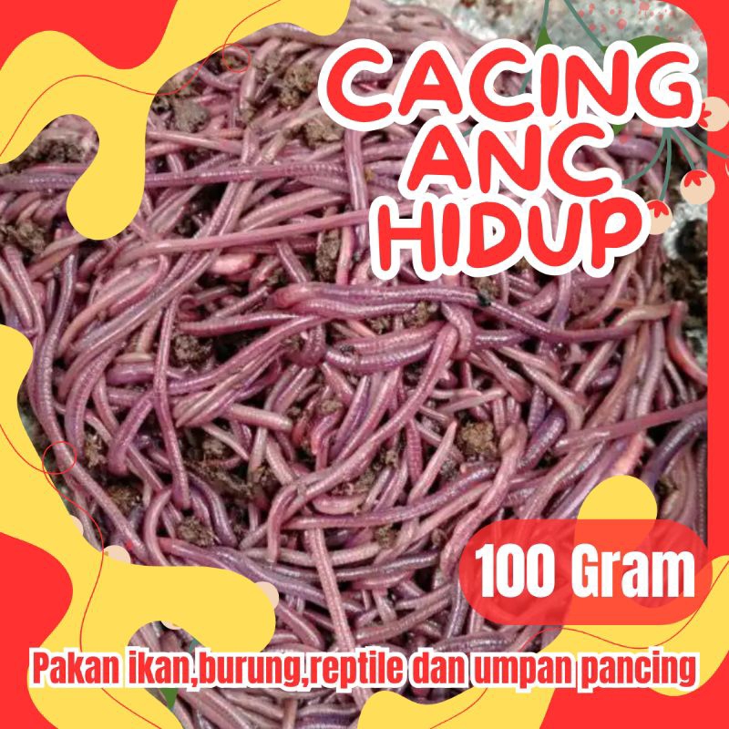 Jual Cacing ANC 100gram/ pakan ikan/ pakan ternak / pemancingan ...