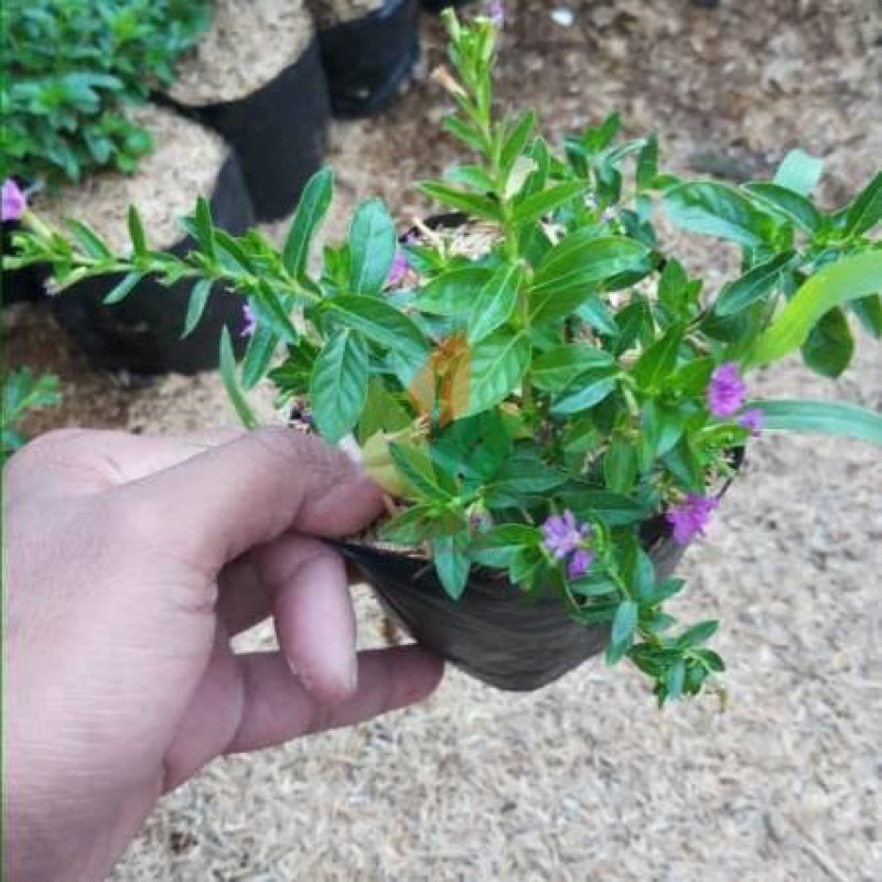 Jual BERKAH TANI MURAH-Beauty Bunga Ungu/Tanaman Taiwan | Shopee Indonesia