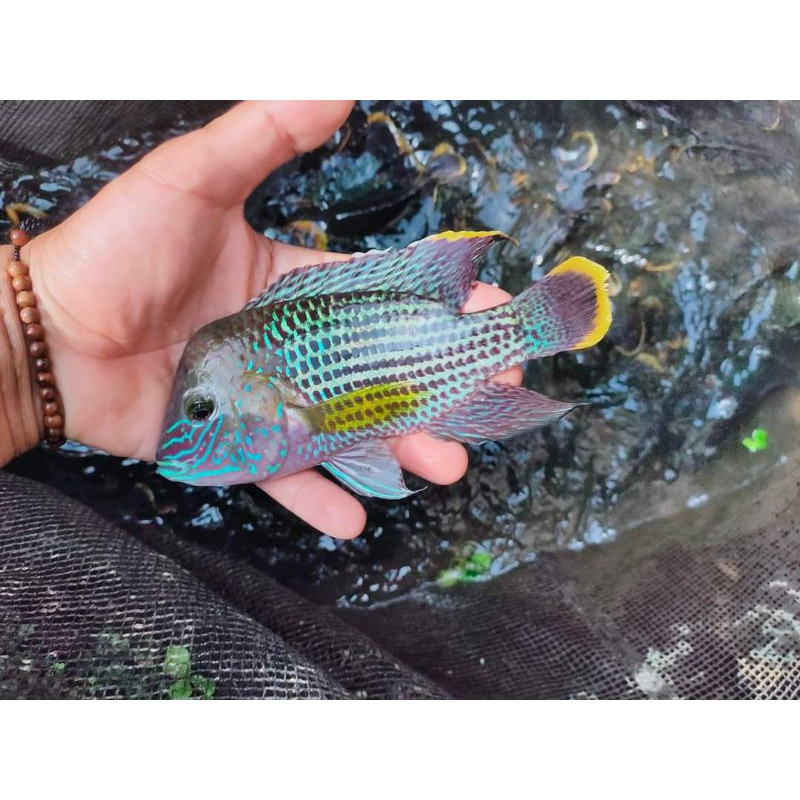 Jual Ikan Green Terror - Ikan Golsom Cichlid - Ikan Gold Saum - Gratis ...