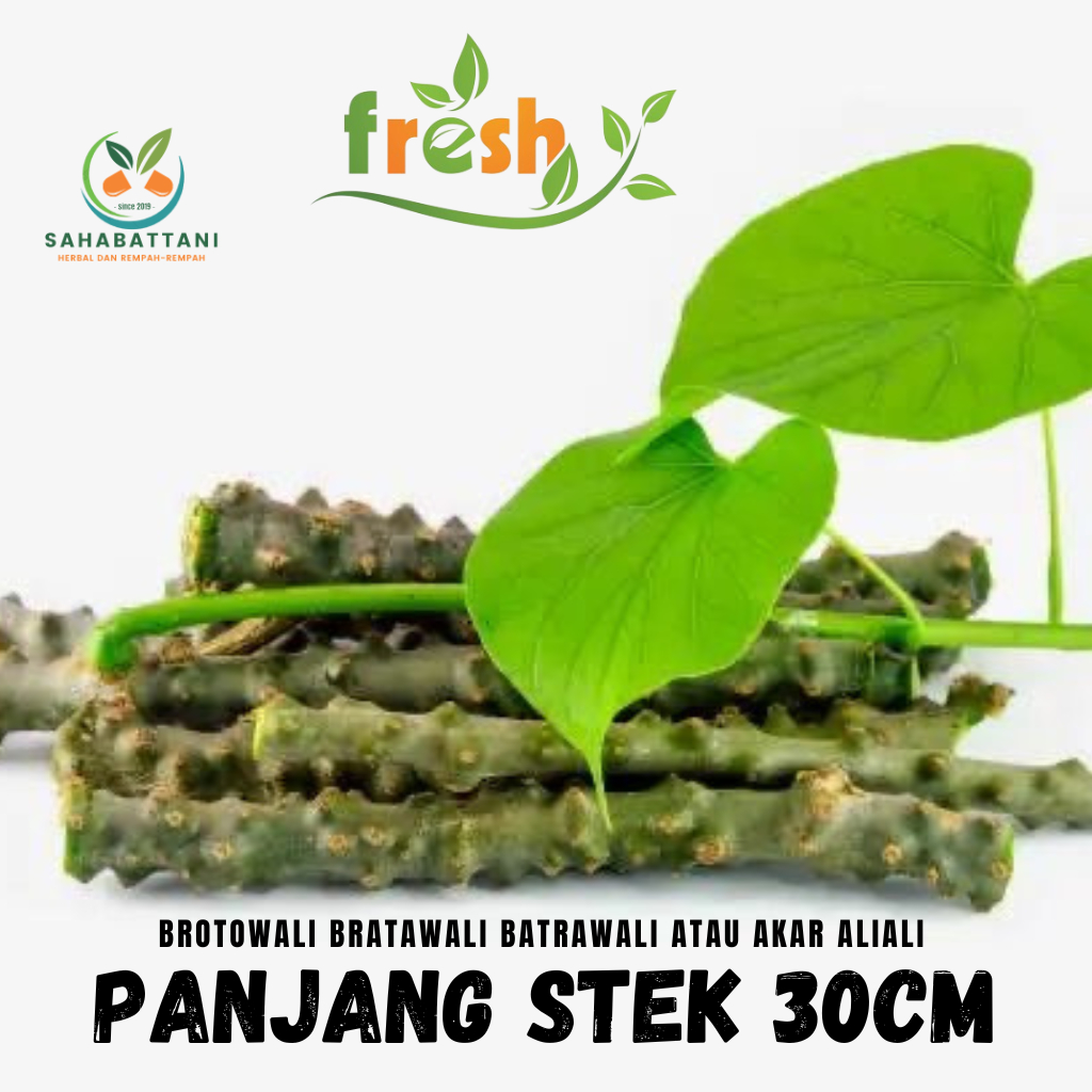 Jual BIBIT BROTOWALI | BATRAWALI SEGAR SAPIH ASI 30cm BROTOWALI ...