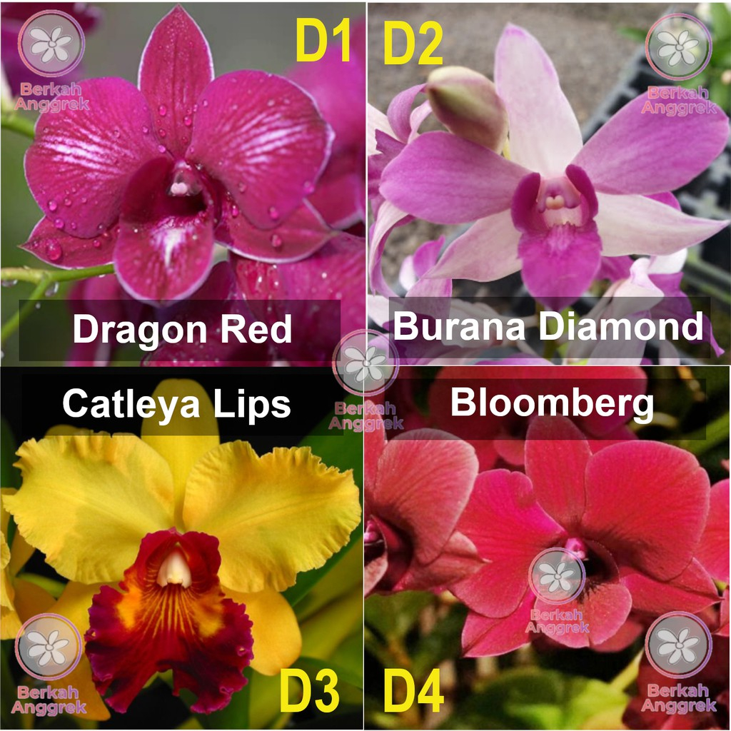 Jual Anggrek Dendro Dewasa Semua ada ID | Shopee Indonesia