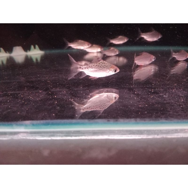 Jual Red Fei Feng/American flag tail. | Shopee Indonesia