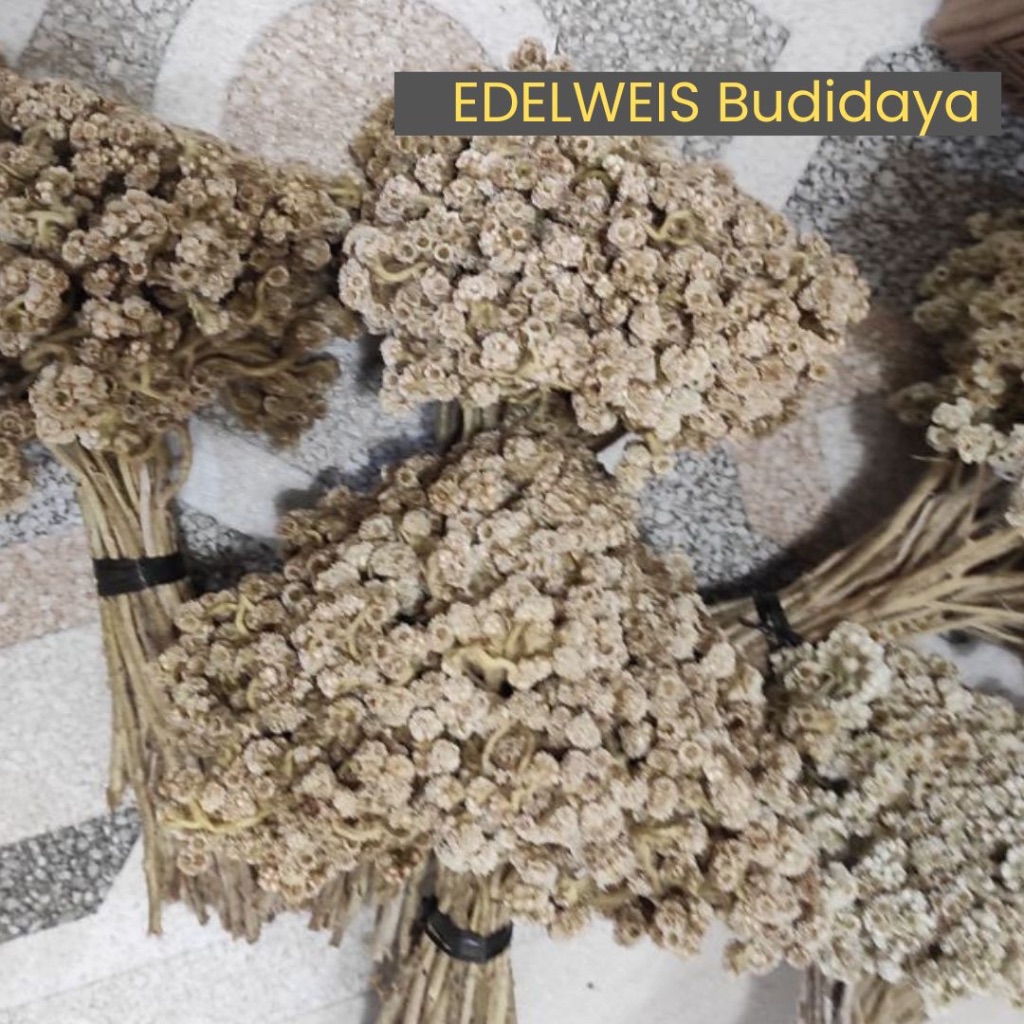 Jual [ 25 GRAM ] Bunga EDELWEIS BROMO BUDIDAYA Asli Dried Flower Abadi ...
