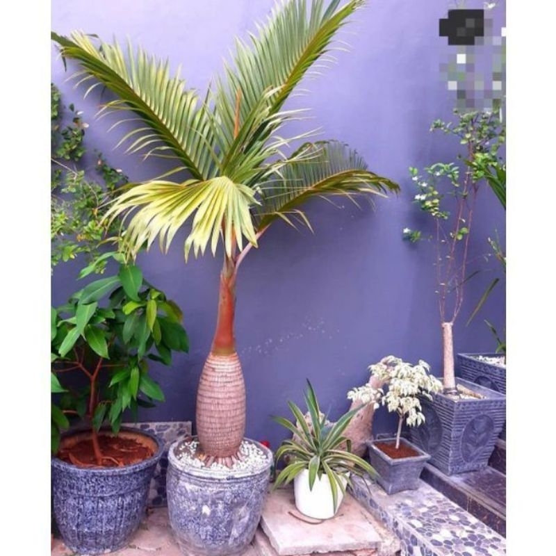 Jual Tanaman Hias Pohon Palem Merah/Palm Merah botol | Shopee Indonesia