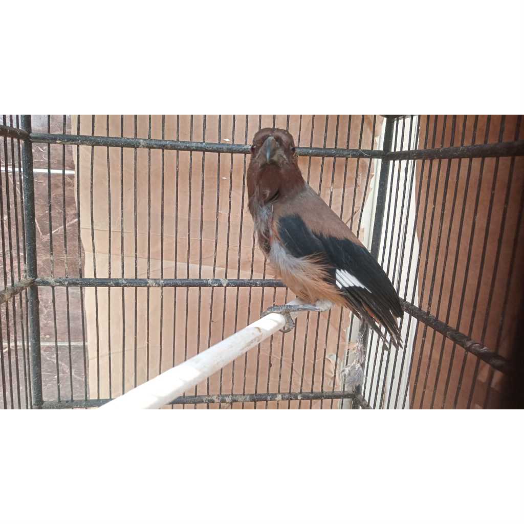 Jual Pentet Raja Tangerang | Shopee Indonesia