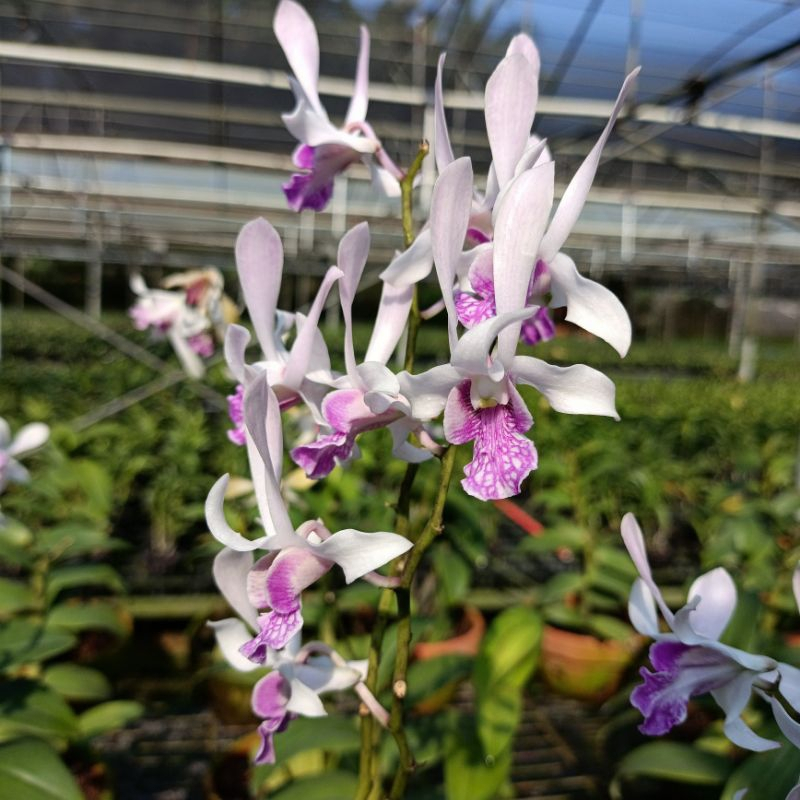 Jual Anggrek Dendrobium Rabbit White Lip Violet bunga harum | Shopee ...