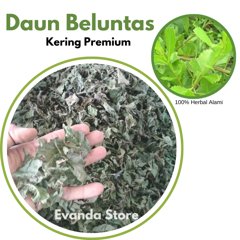 Jual 1kg Daun Beluntas / daun luntas Kering Organik Asli Hutan | Shopee ...