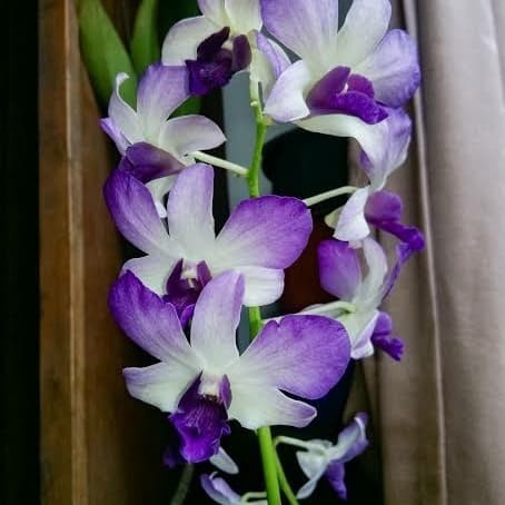 Jual Anggrek Dendrobium Areendang Blue Angel | Shopee Indonesia