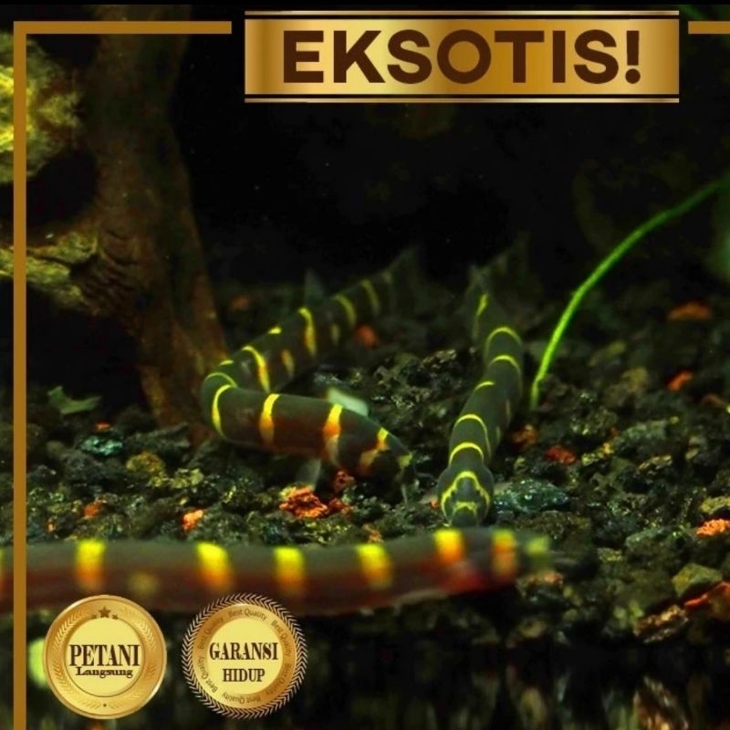 Jual Paket Koloni (isi 10) Kuhli Loach Ikan Hias Air Tawar Hiasan ...