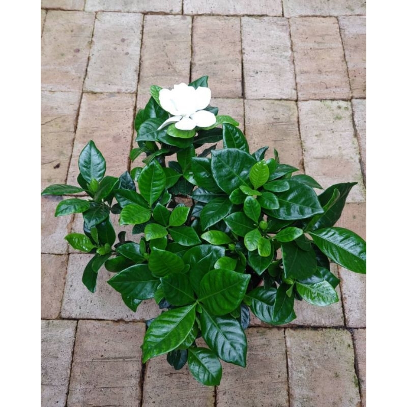 Jual TANAMAN BUNGA MELATI KACA PIRING SUPER WANGI ( COCOK UNTUK PARFUM ...