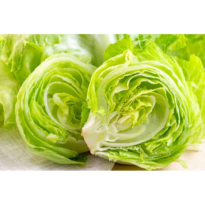 Jual lettuce head salad segar 1 kg | Shopee Indonesia