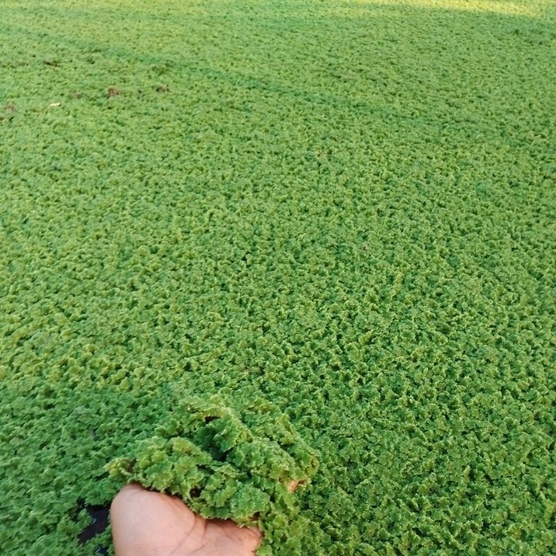 Jual Bibit Azolla Microphyla Super ( per 500 gram/ 5 ons ) untuk pakan ...