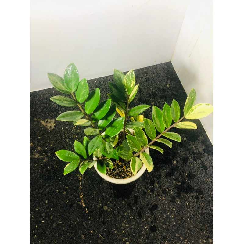 Jual ZAMIOCULCAS ZAMIIFOLIA VARIGATA | Shopee Indonesia