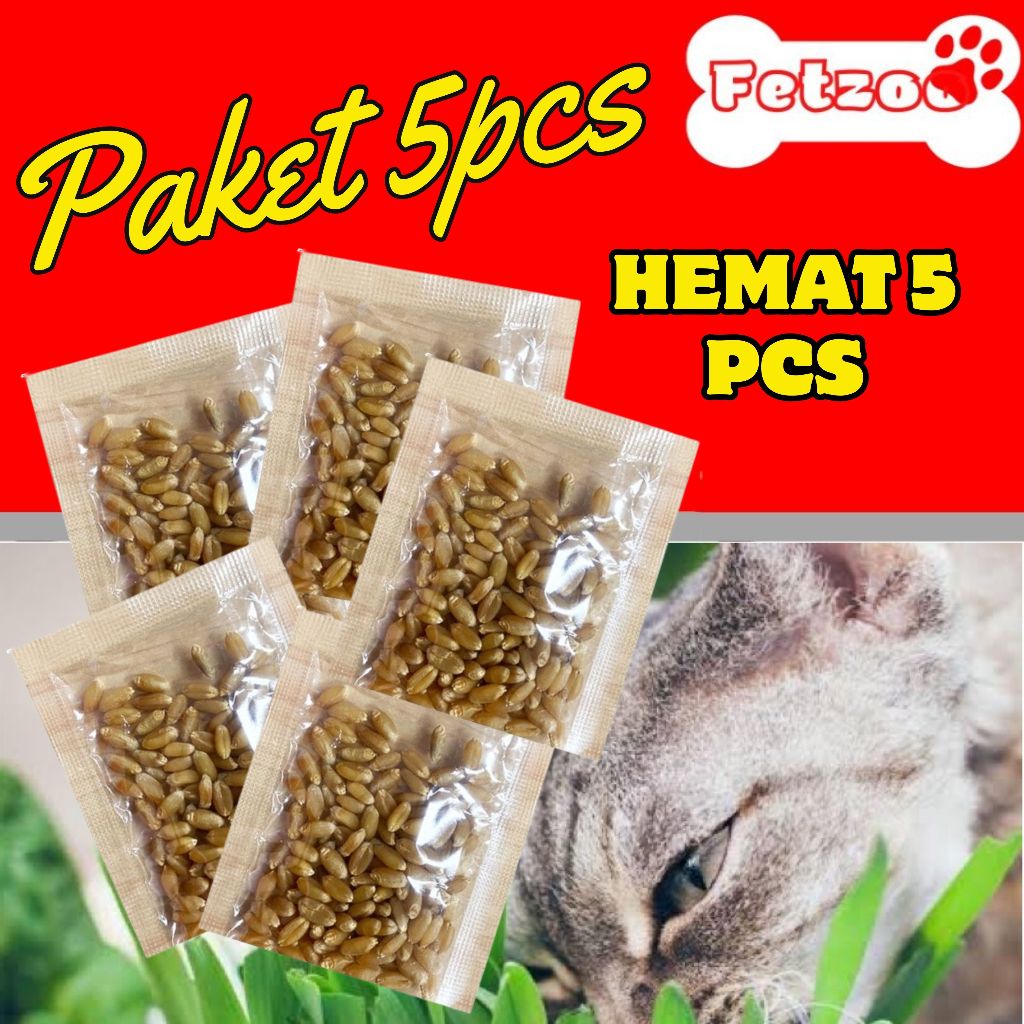 Jual Rumput Kucing Paket Tumbuh Benih Gandum Premium Cat Wheat Grass ...