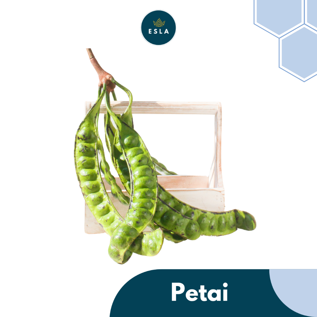 Jual PETAI (1 PAPAN) I Sayur Fresh dan Premium - ESLA | Shopee Indonesia