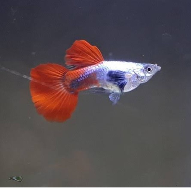 Jual GUPPY PRTEDE | PLATINUM RED TAIL DUMBO EAR | Shopee Indonesia