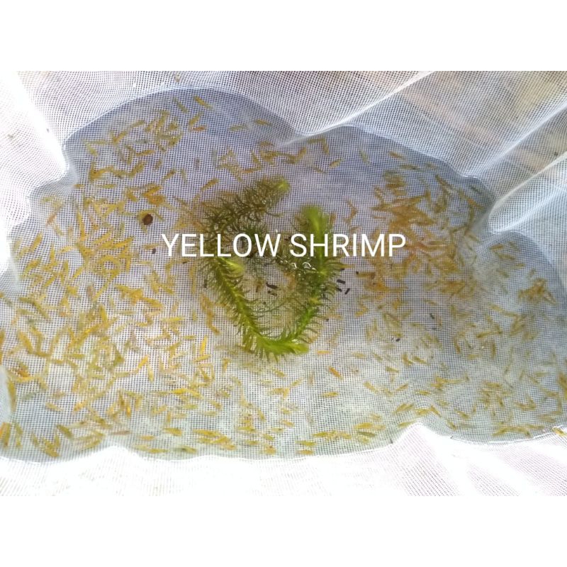 Jual Yelow shrimp kuning tanpa garis | Shopee Indonesia