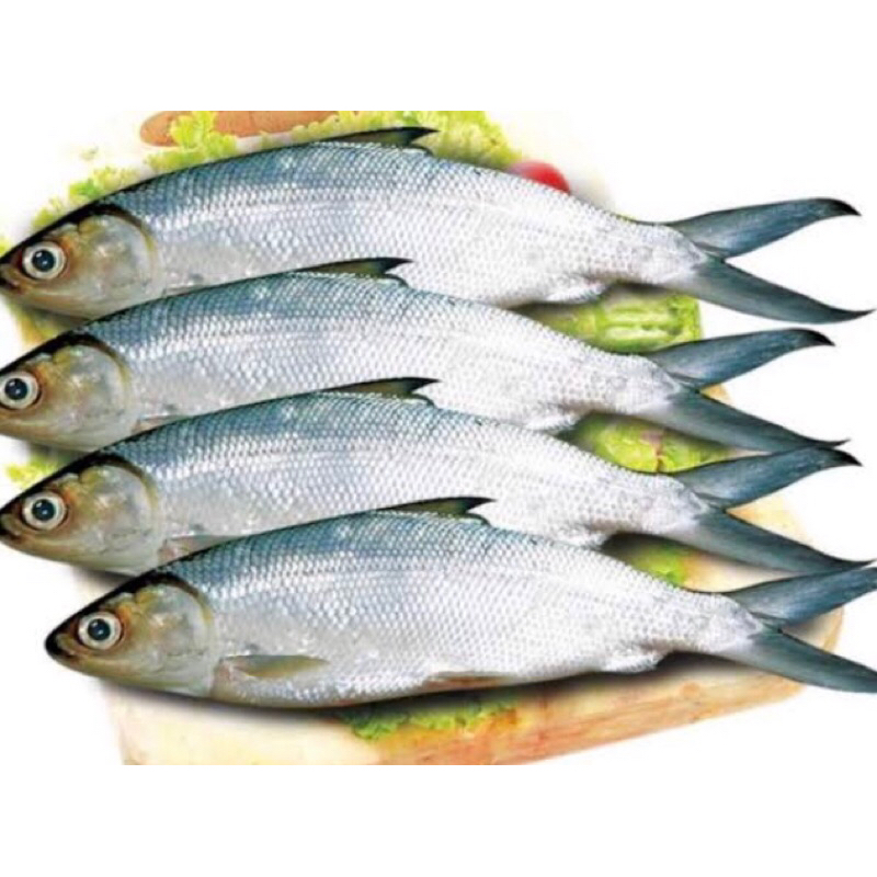 Jual IKAN BANDENG FRESH 1kg isi 2-3 | Shopee Indonesia
