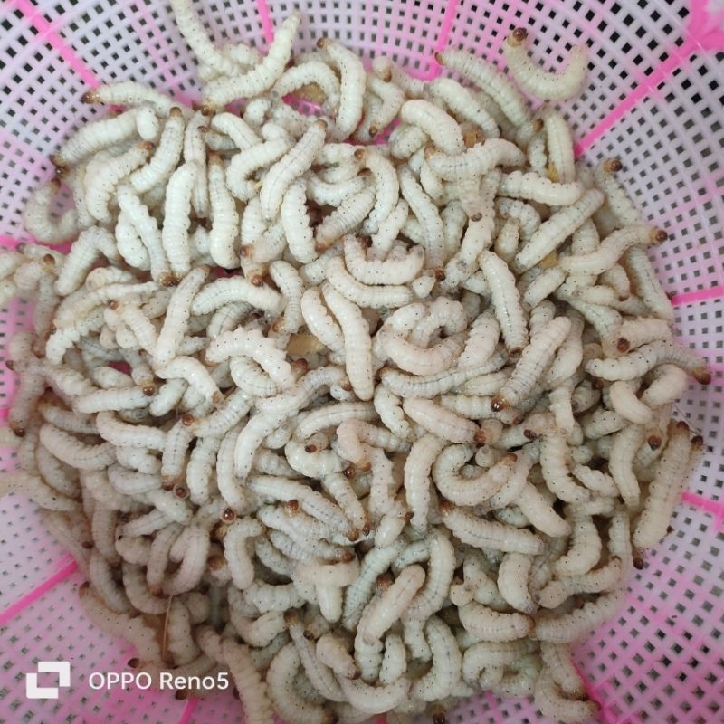 Jual ulat cangkilung ulat bambu umpan pancing dan bahkan hewan ...