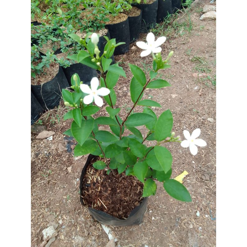 Jual Tanaman bunga melati jasmine mini rajin berbunga | Shopee Indonesia
