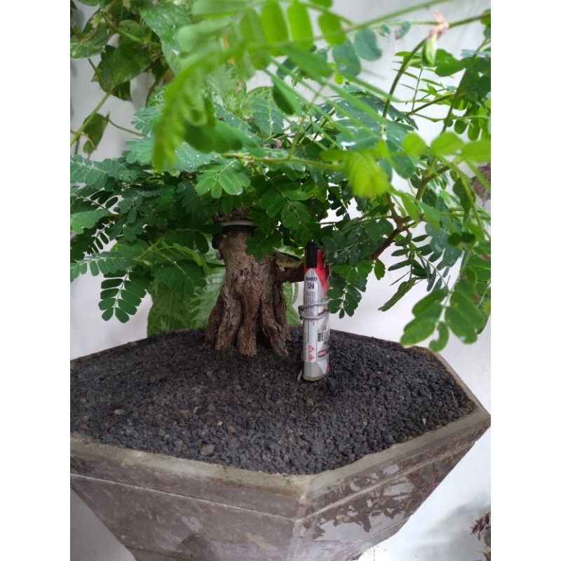 Jual bonsai asem jawa bogel | Shopee Indonesia