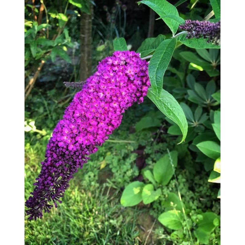 Jual Bibit tanaman bunga ungu wangi butterfly bush/summer lilac ...