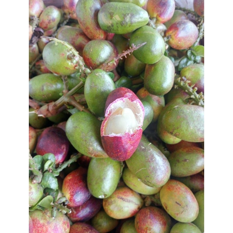 Jual ON PROOMO Matoa Tangkai / Matoa Gading / DAGING LEBIH TEBAL ...