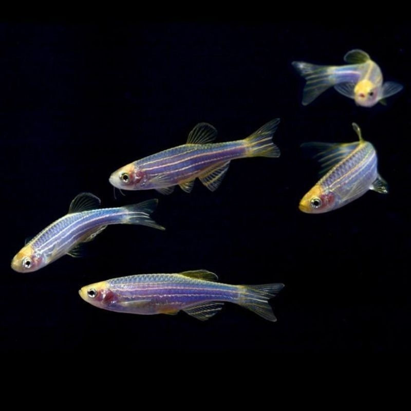 Jual Ikan Hias Blue Danio | Shopee Indonesia