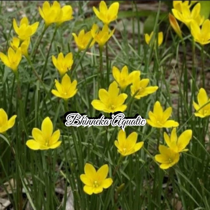 Jual Bibit Mini Tulip Kuning Bunga Lily Hujan Taman Outdoor Indoor ...