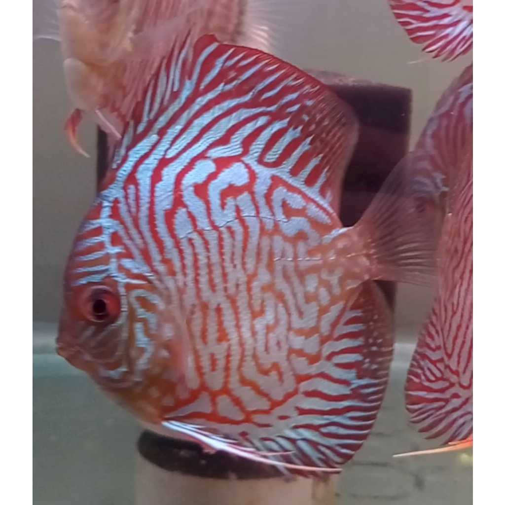 Jual Ikan Discus Tiger Snake 2,5" inch s/d 5" inch | Shopee Indonesia