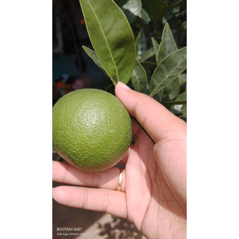 Jual Tanaman Jeruk Baby Java berbuah | Shopee Indonesia