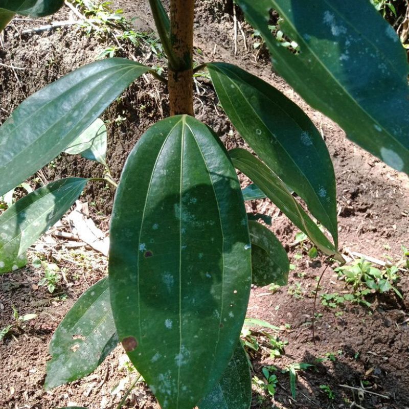 Jual Daun Kayu Manis Segar 15 Lembar | Shopee Indonesia