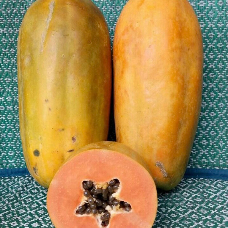 Jual Pepaya California Manis 1 Buah | Shopee Indonesia