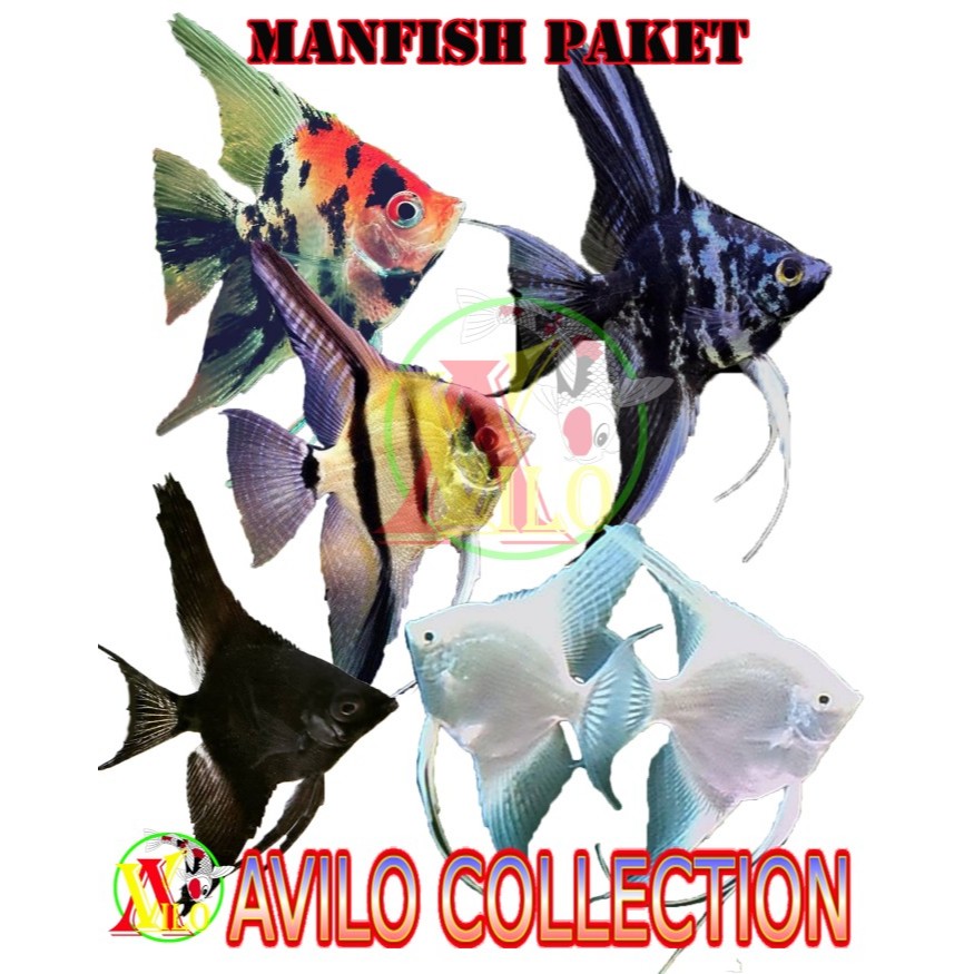 Jual paket 10 ekor manfish angel fish aneka jenis layang aquascape size ...