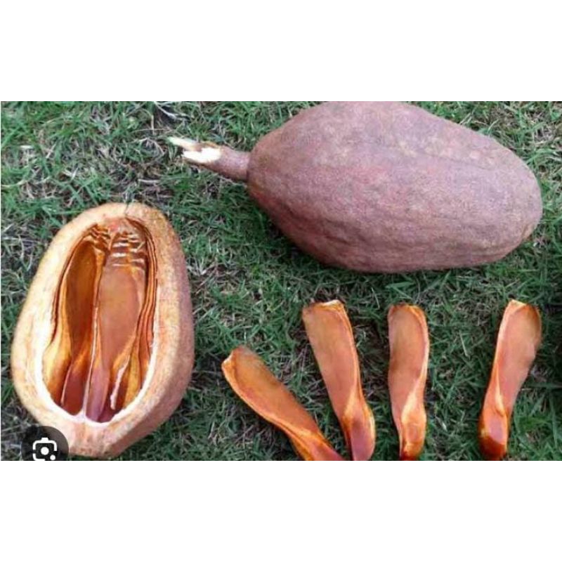 Jual Buah Mahoni Utuh Langka 1 Buah Murah Obat Herbal Tradisional ...