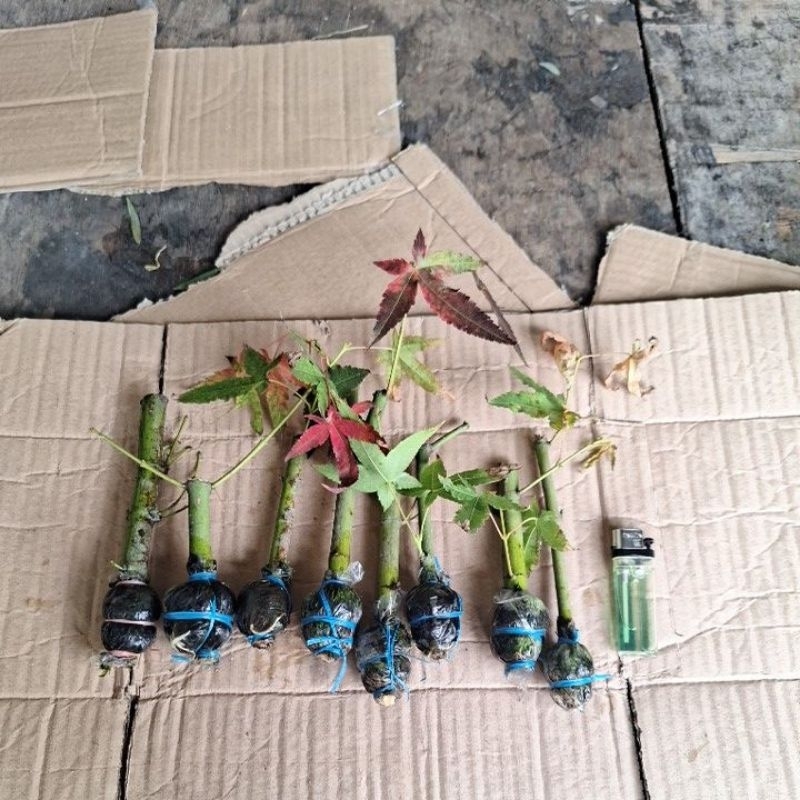 Jual maple acer palmatum paket 8 batang | Shopee Indonesia