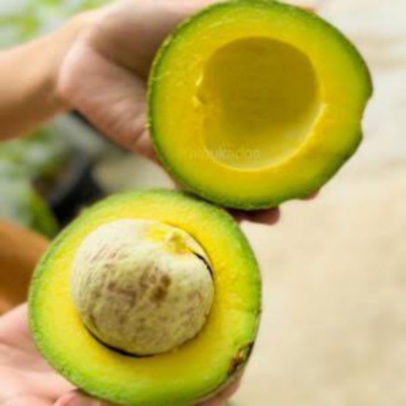 Jual buah alpokat mateng 1kg pilihan | Shopee Indonesia