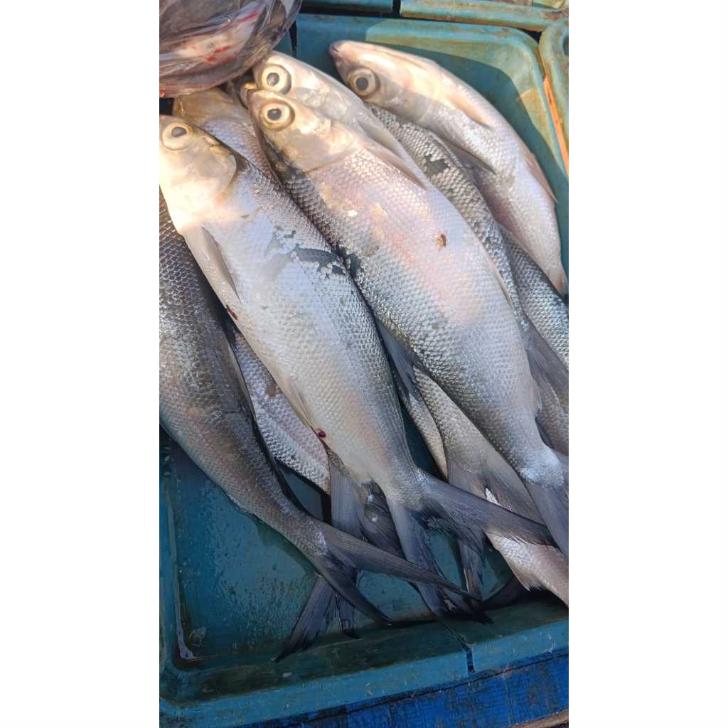 Jual Ikan Bandeng Segar 0.9gr - 1.2kg | Shopee Indonesia