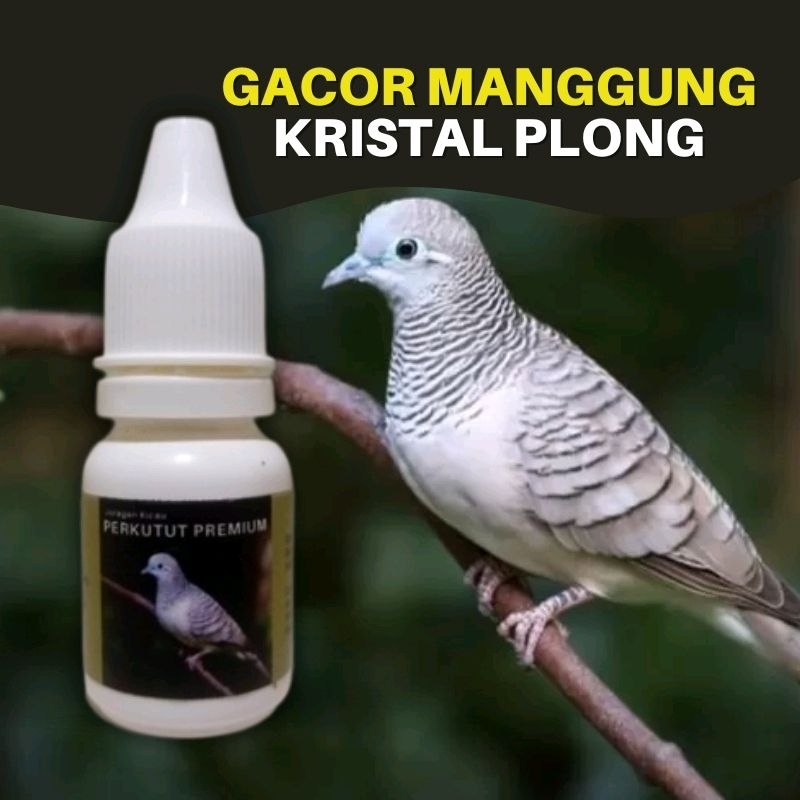 Jual Vitamin Burung Perkutut Premium Biar Cepat Gacor Rajin Manggung ...