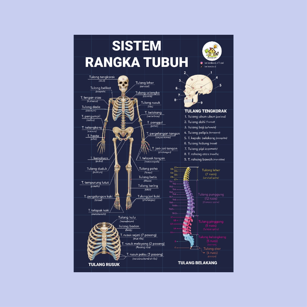 Jual Poster Biologi Sistem RANGKA TUBUH MANUSIA Fisiologi Manusia Edukasi Sekolah Pendidikan SMP ...