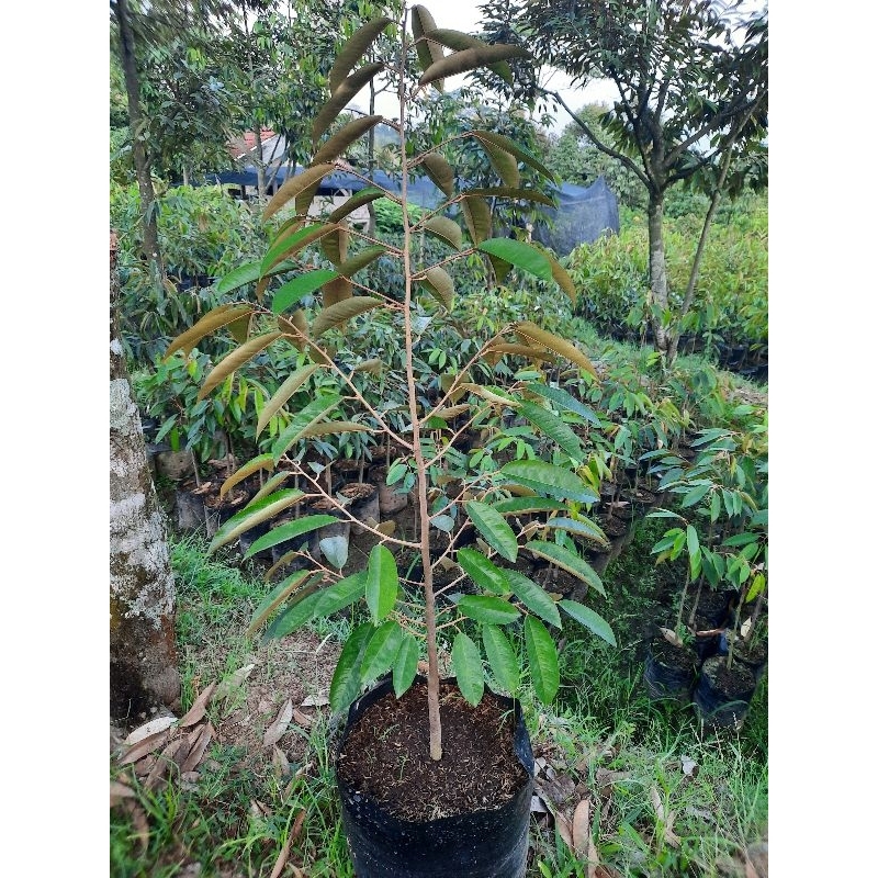 Jual bibit durian jenis ST "SUPER TEMBAGA" | Shopee Indonesia