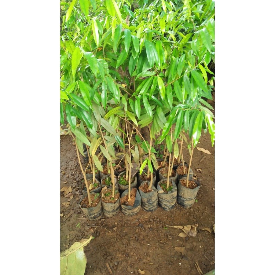 Jual Bibit Tanaman Kayu Gaharu Grynops - Tinggi 1 Meter - Siap Tanam ...