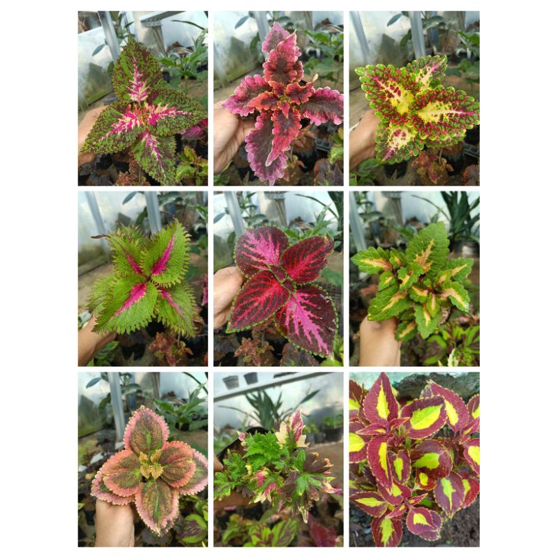 Jual Paket Tanaman Hias Miana Isi 5 Pohon (Sudah Berakar) | Shopee ...
