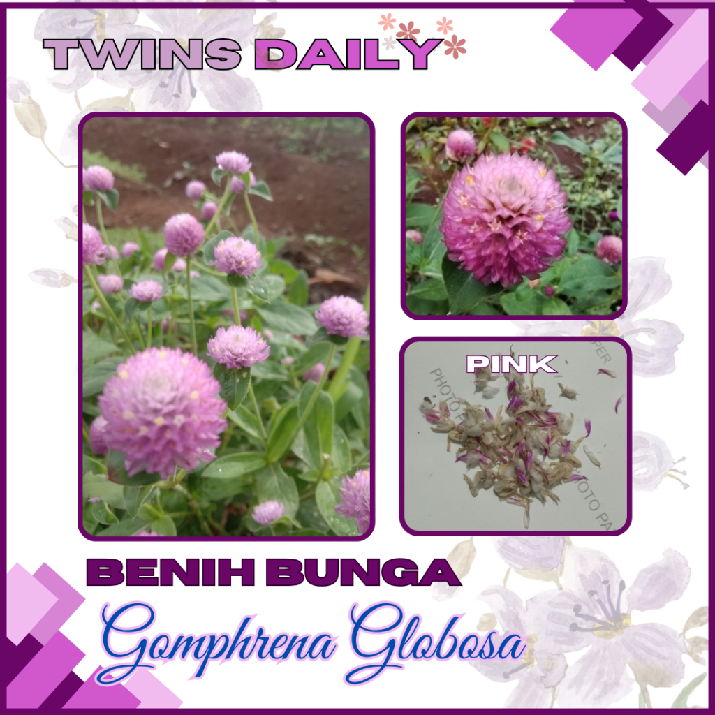 Jual Twinsdaily. 1 Benih Bunga Kenop Bunga Kancing Gomohrena Globosa ...