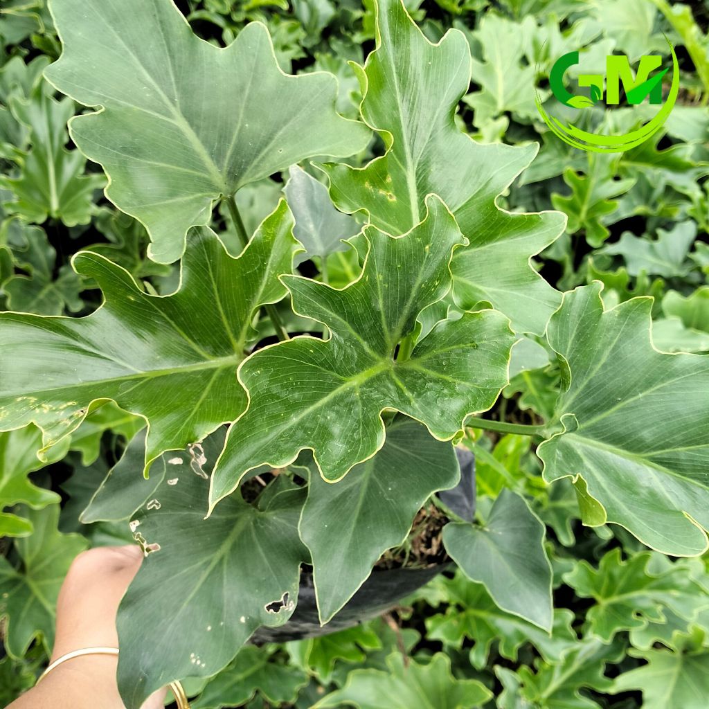 Jual Philodendron Jari/Jendron Jari/Tanaman Hias | Shopee Indonesia