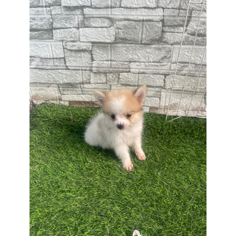 Jual Berbagai Macam jenis dogie (mini-pom, shipom,maltipo dll) | Shopee ...